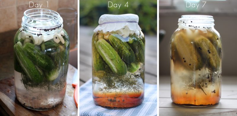 Fermentation Process for Pickles | Primal Palate | Paleo Recipes