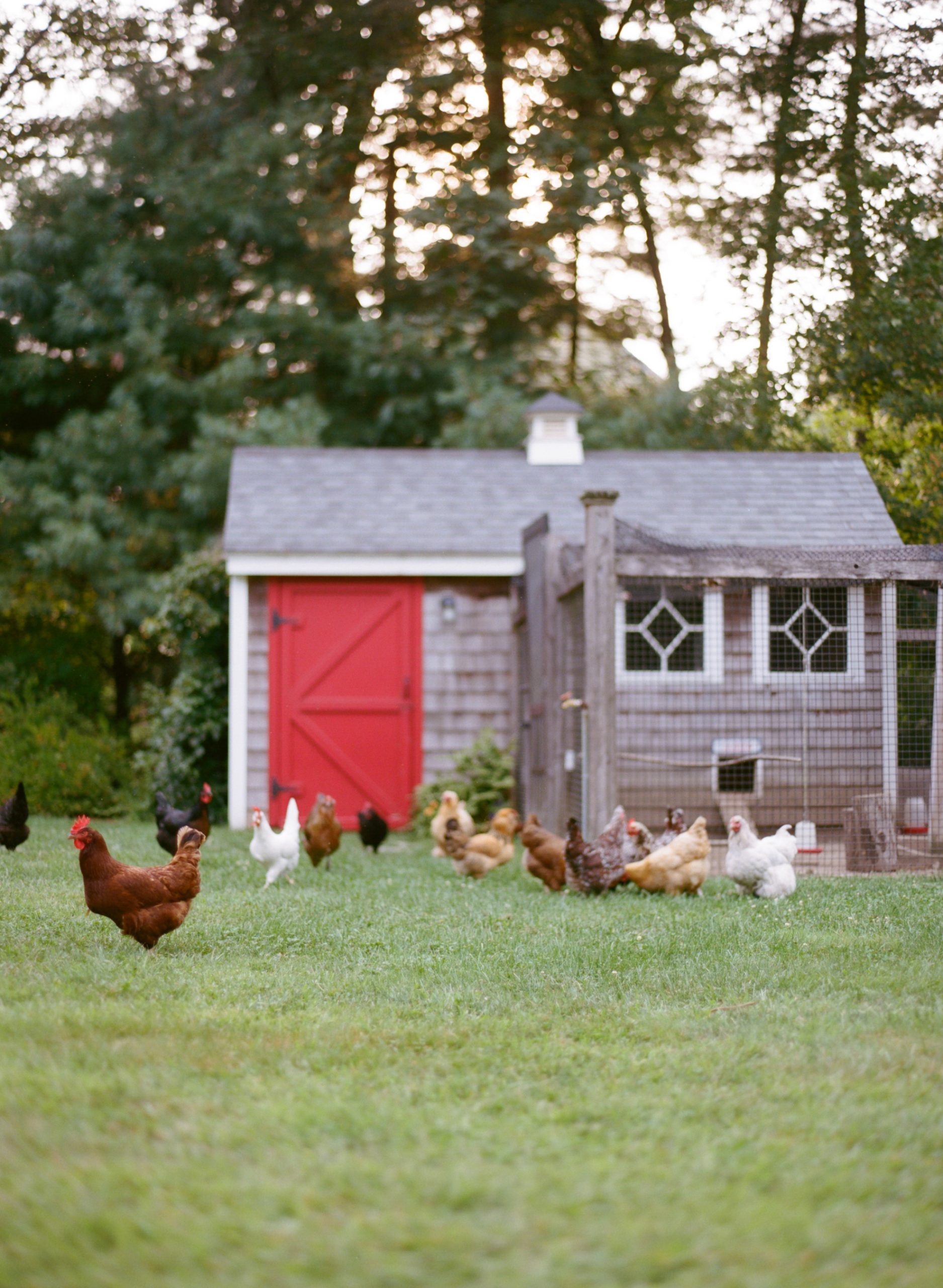 How to Raise Backyard Chickens | The Homegrown Paleo Cookbook | Primal ...