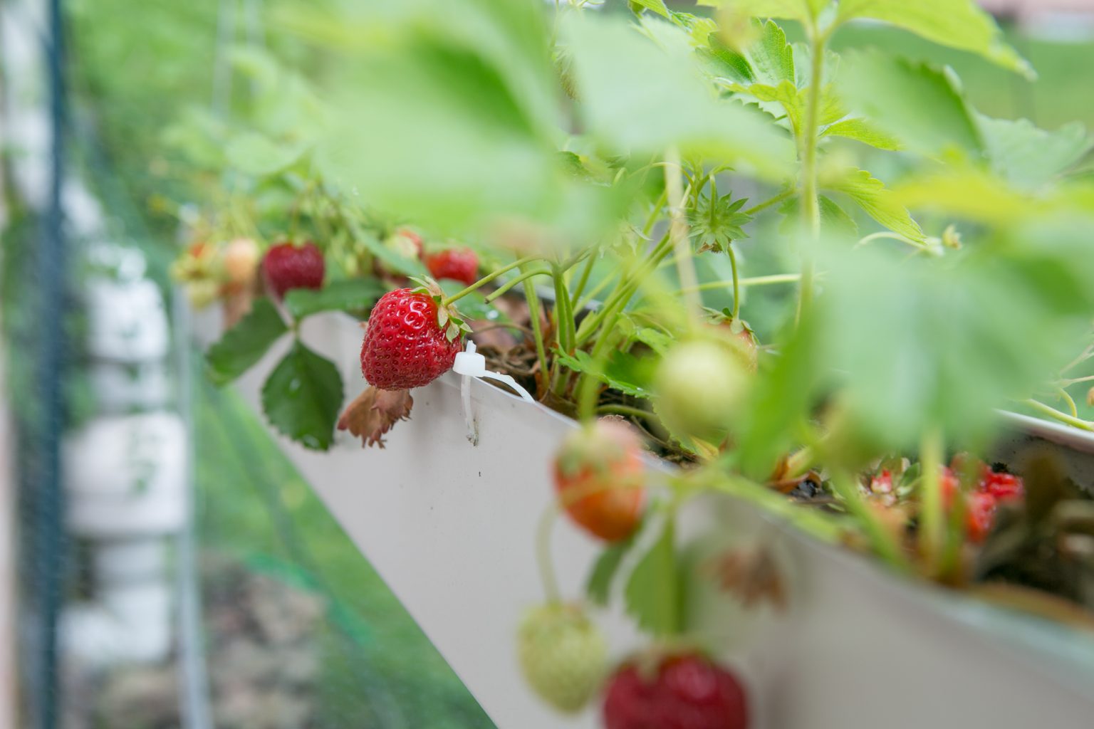 How to make Gutter Planters for Strawberries | Primal Palate | Paleo ...